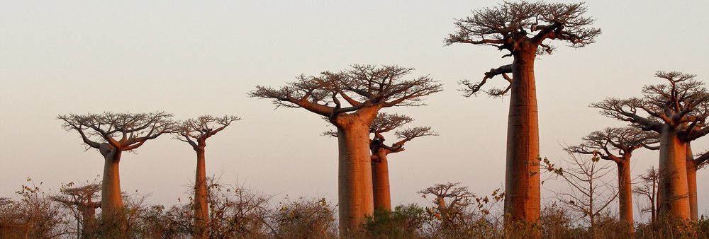 Palmeras que andan, troncos fosforescentes... Así son los 11 árboles ...