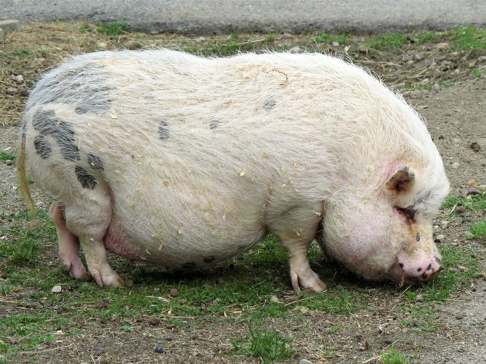 China cría cerdos gigantes con forma de oso polar para cubrir sus ...