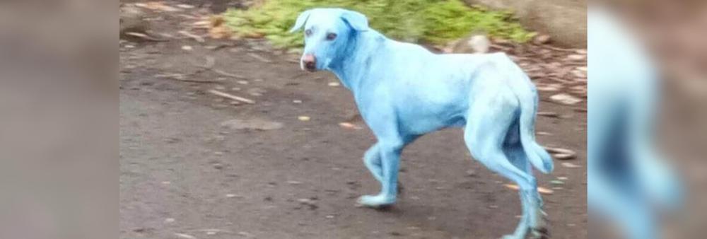 El extraño caso de los perros azules en la India - Los Replicantes