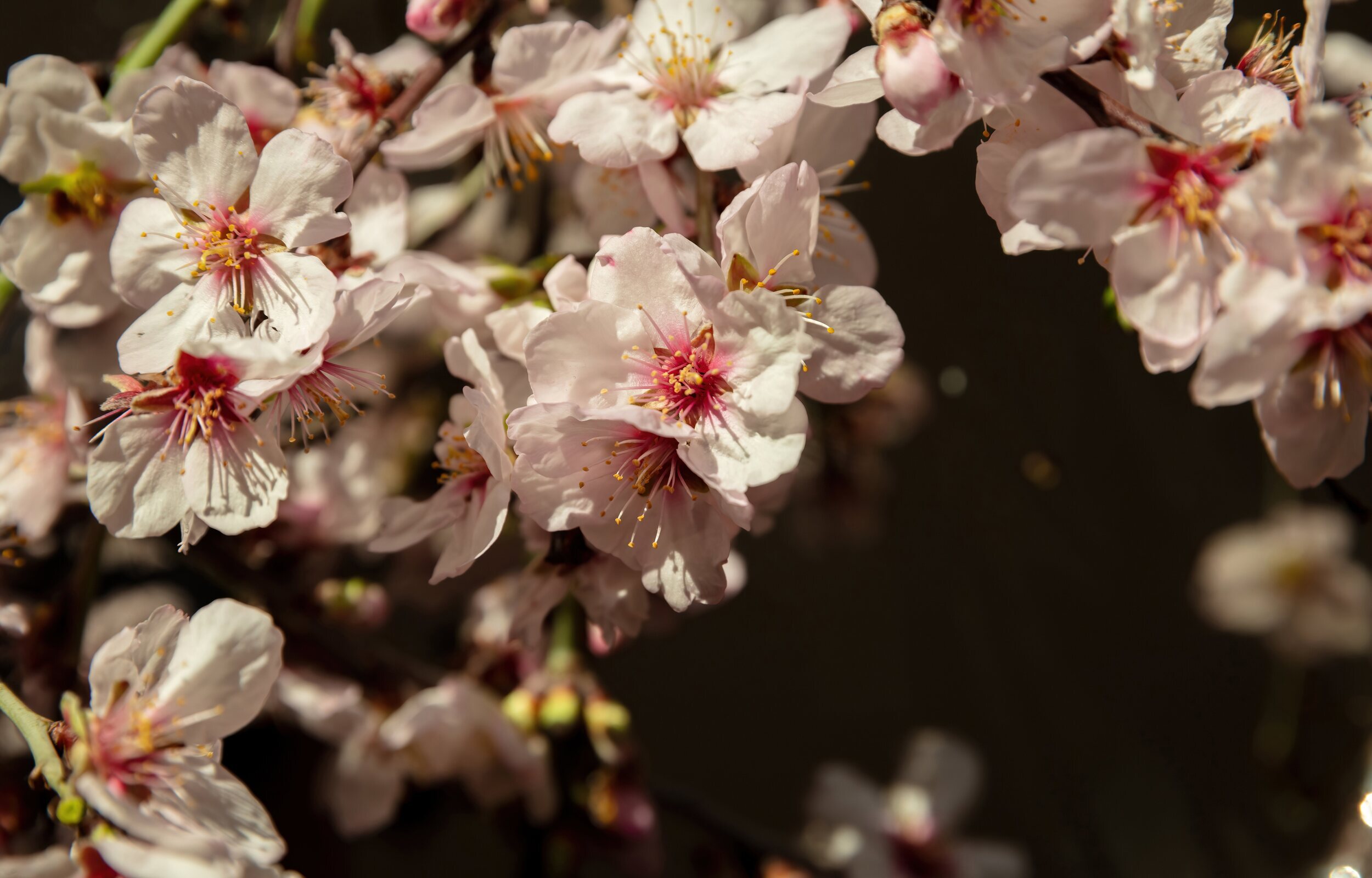 10 zonas de España para disfrutar de los almendros en flor - Los ...