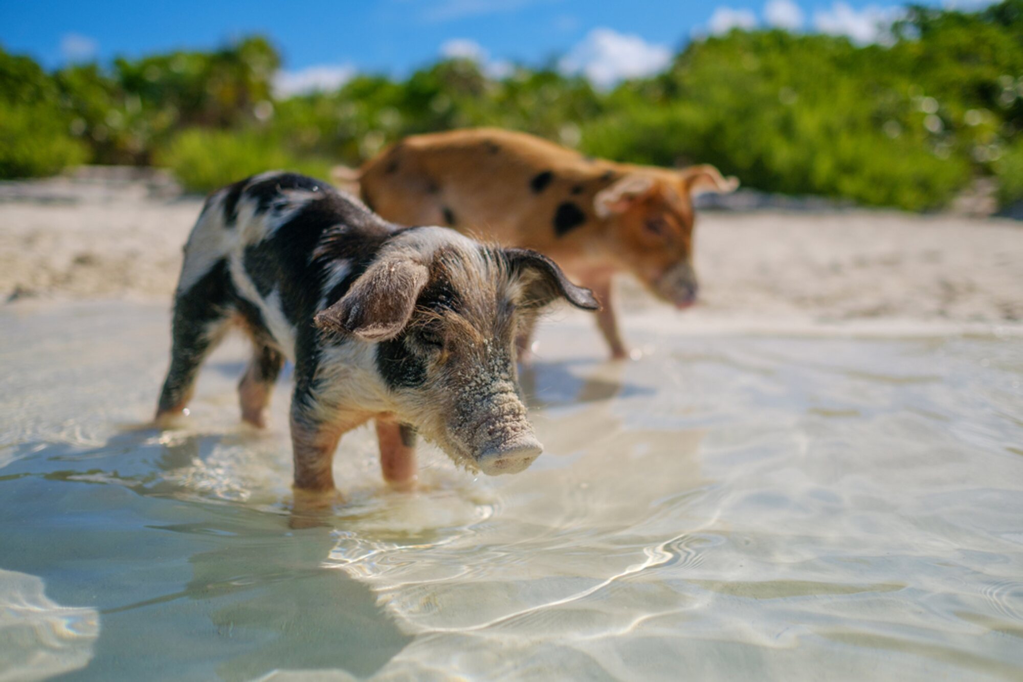 Pig Beach, la curiosa playa repleta de cerdos nadadores - Los Replicantes